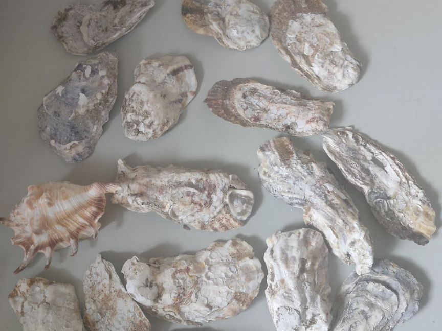 Морские ракушки раковины большие