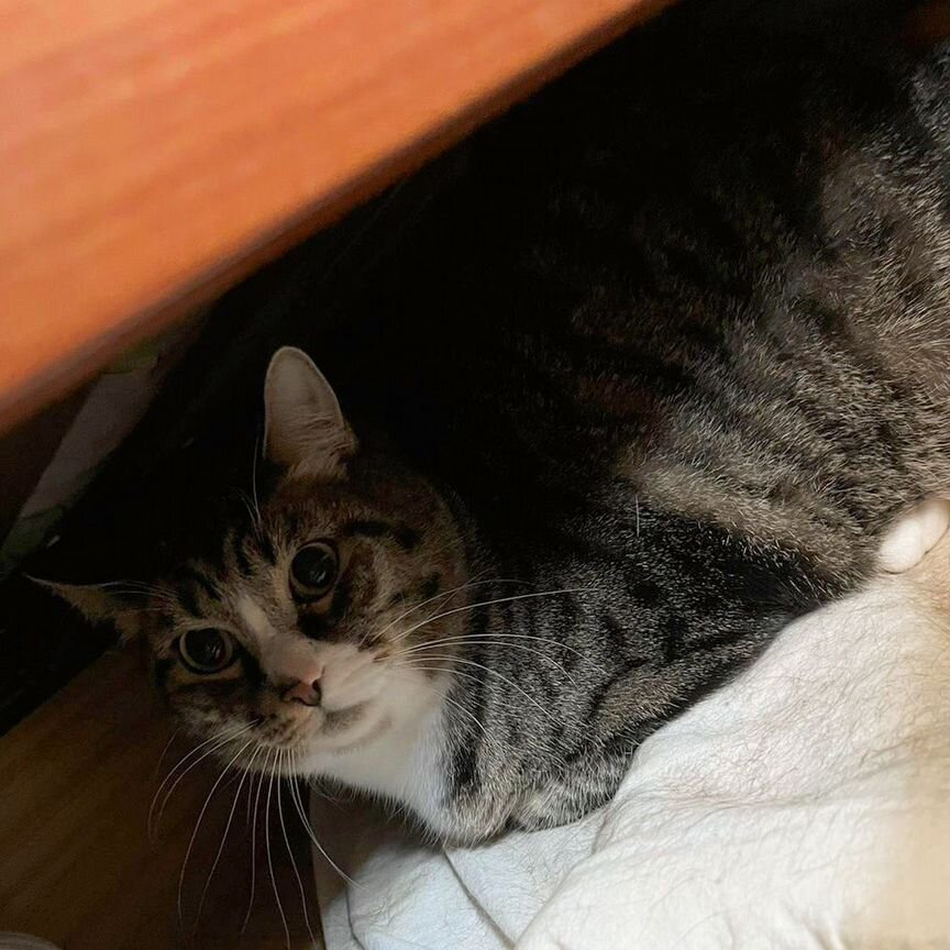 Кот