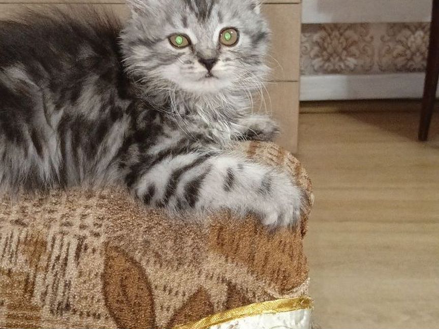 Шотландские прямоухие котята