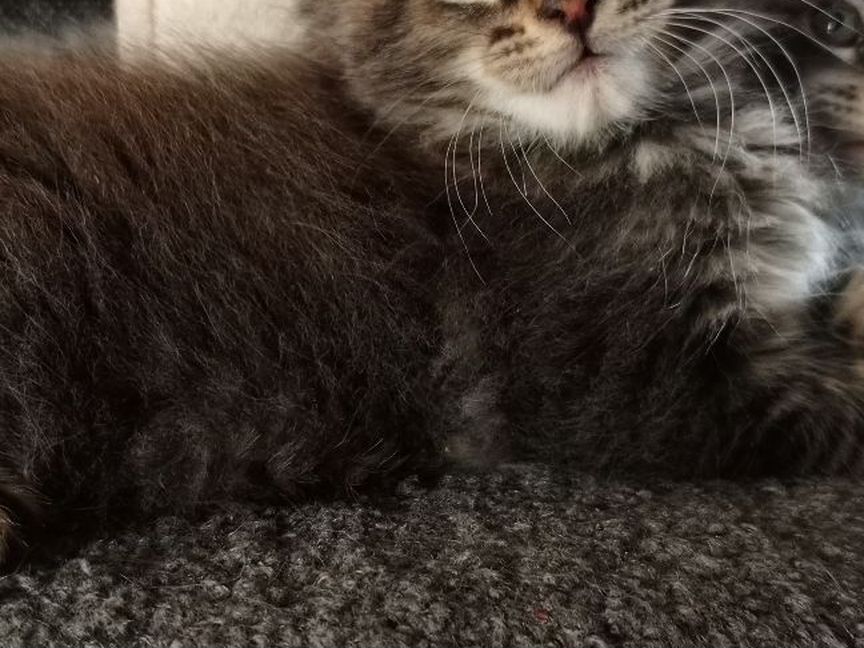 Котик с документами