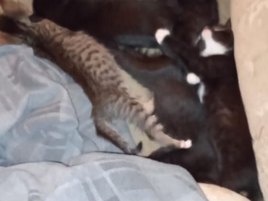 Котики,кошки