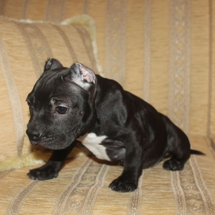 Американский булли покет щенки