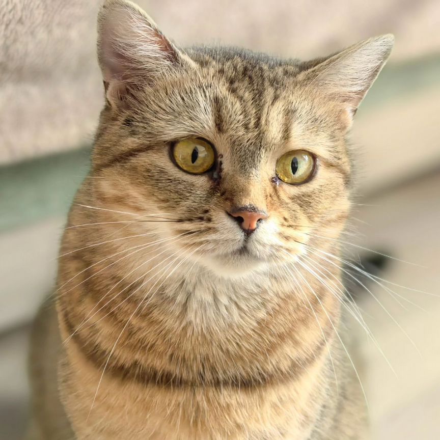 Полосатая кошечка в добрые руки