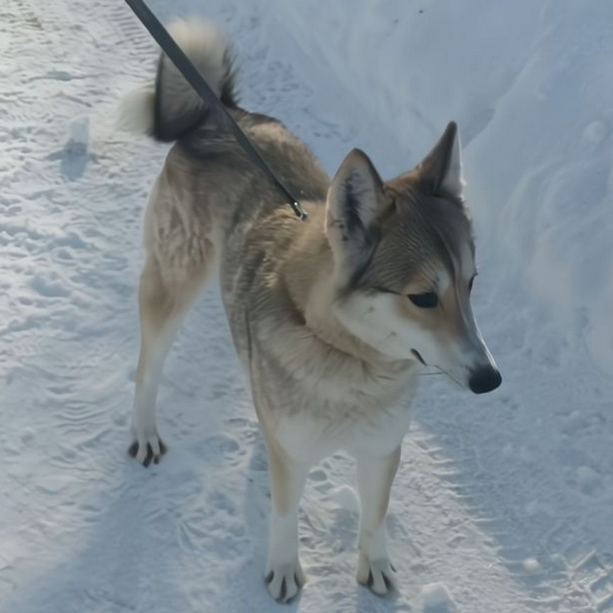 Западносибирская лайка, взрослая собака