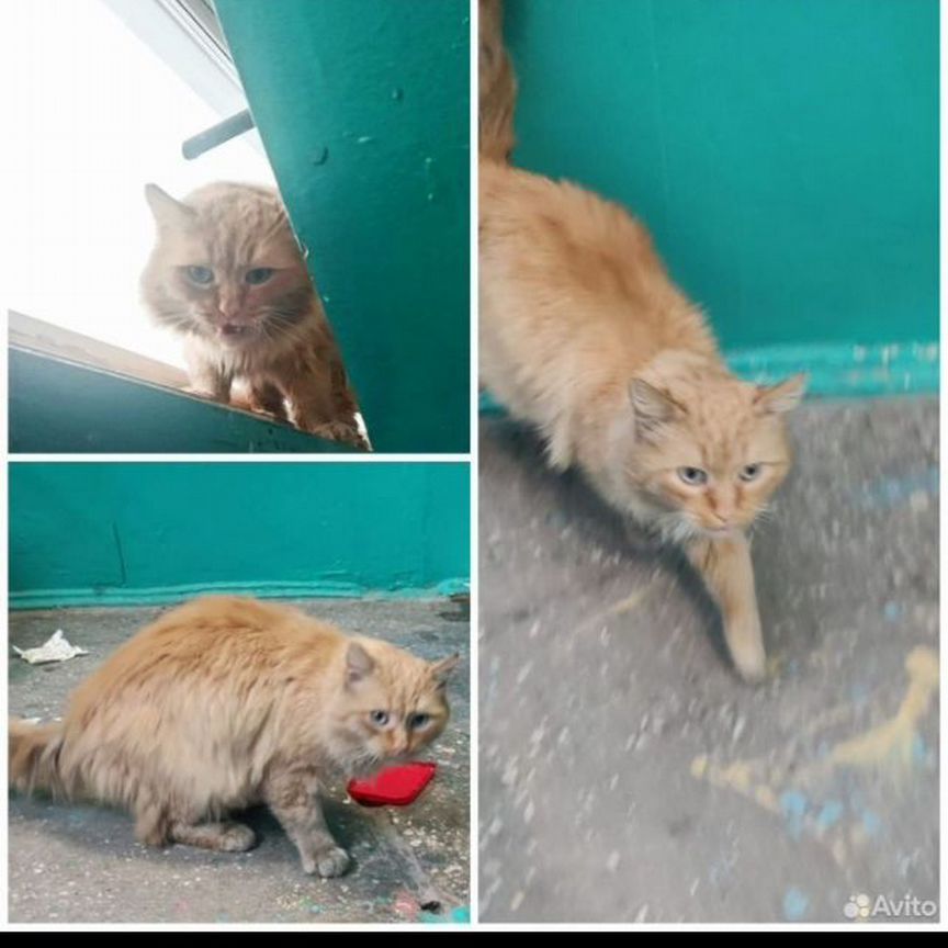 Рыжий кот в добрые руки