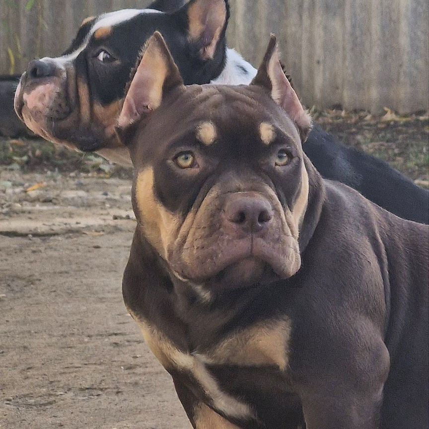 Американский булли