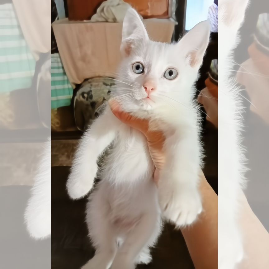 Сибирский котёнок