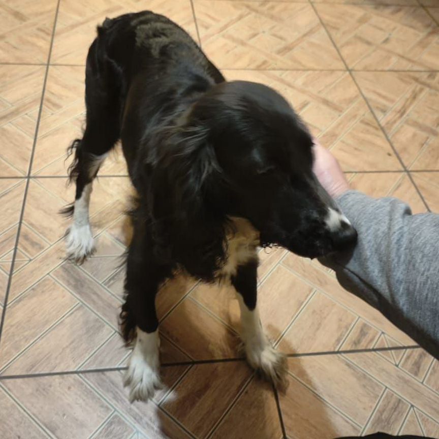 Отдам в добрые руки щенков на половину спаниель