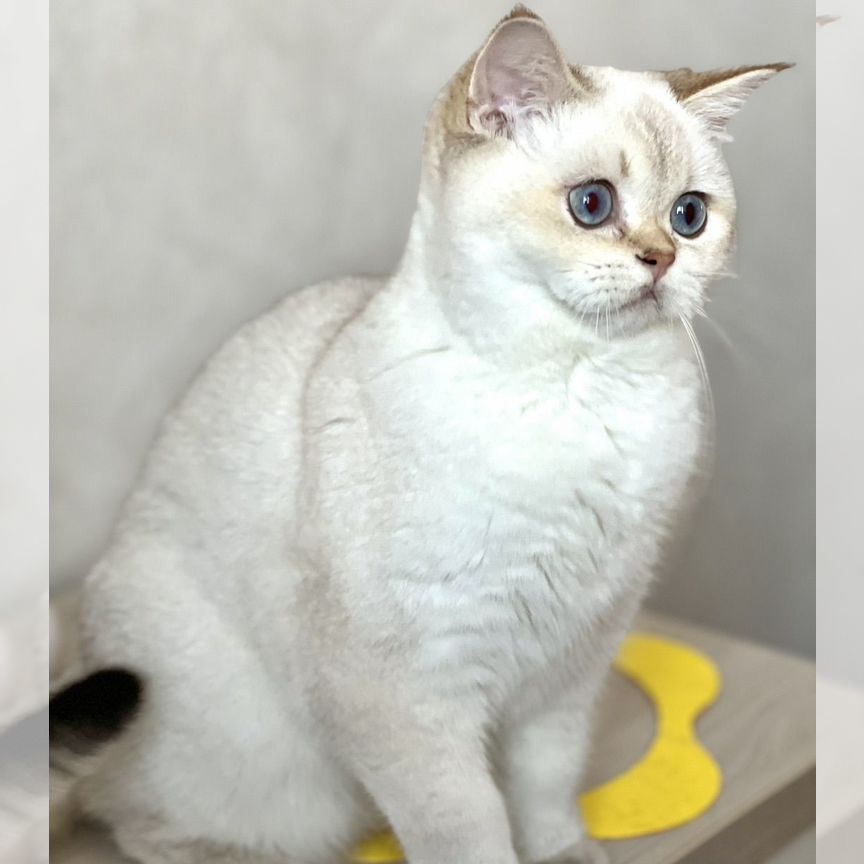 Шотландский голубоглазый котик