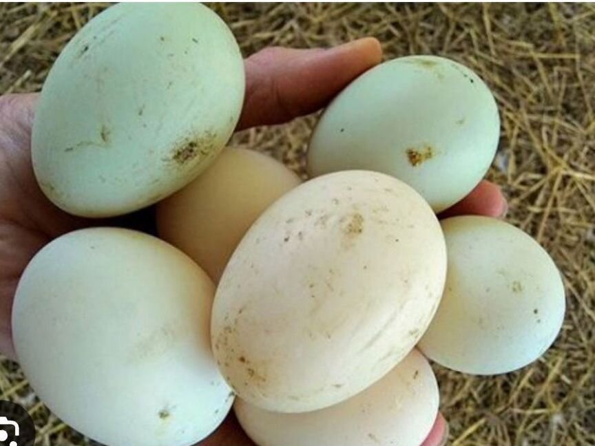 Продам яйцо куриное домашнее и яйца индоуток