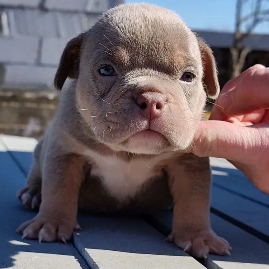 Американский булли, щенок