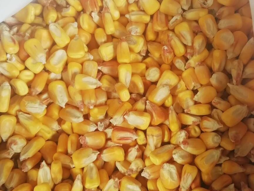 Кукуруза продаем