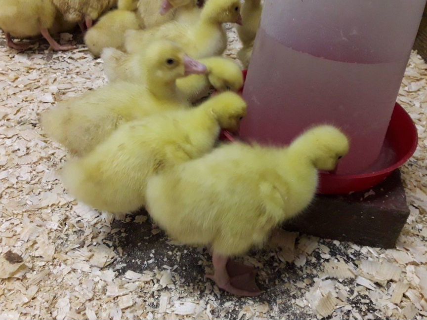 Гусята линда