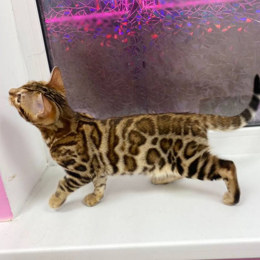 Милая Бенгальская кошка