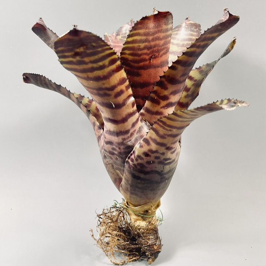 Neoregelia "Hot embers"