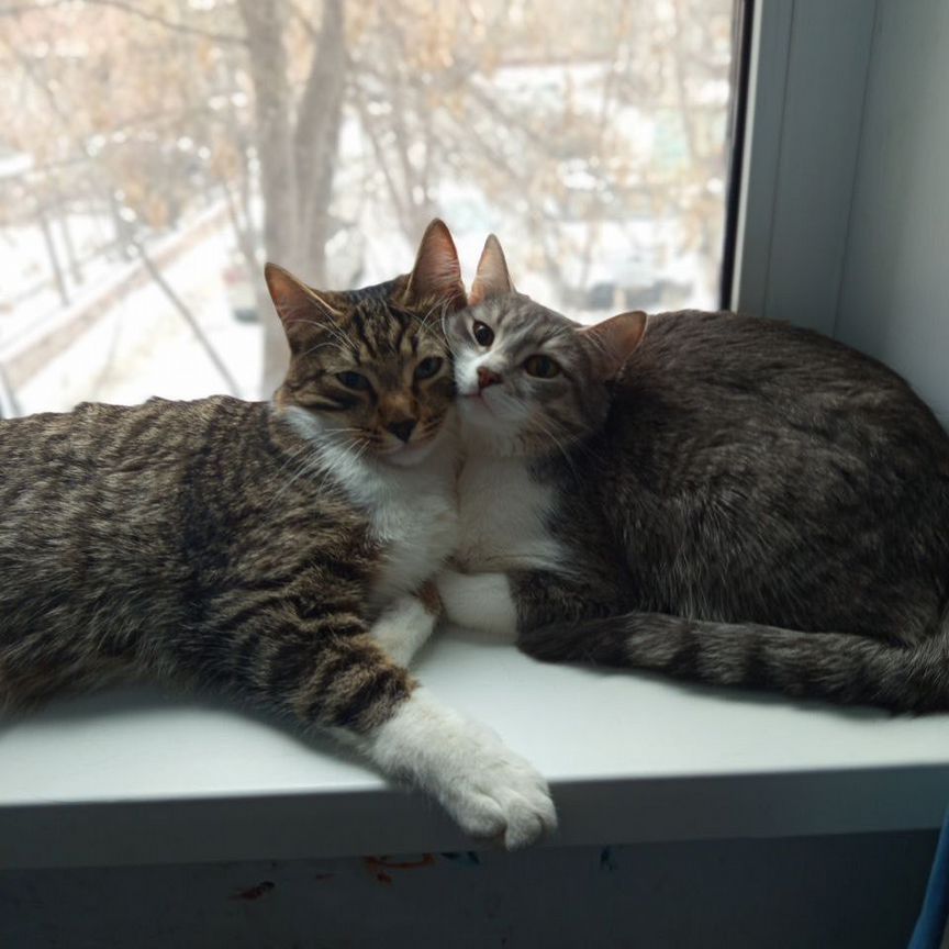 Отдам бесплатно кота и кошку в добрые руки