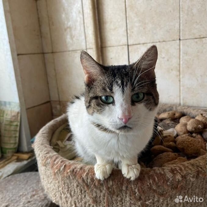 Котик ищет дом или домашнюю передержку