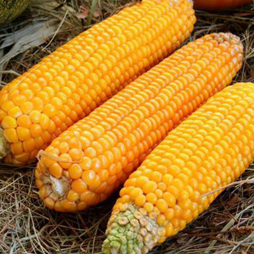 Кукуруза кормовая в початках и зерном