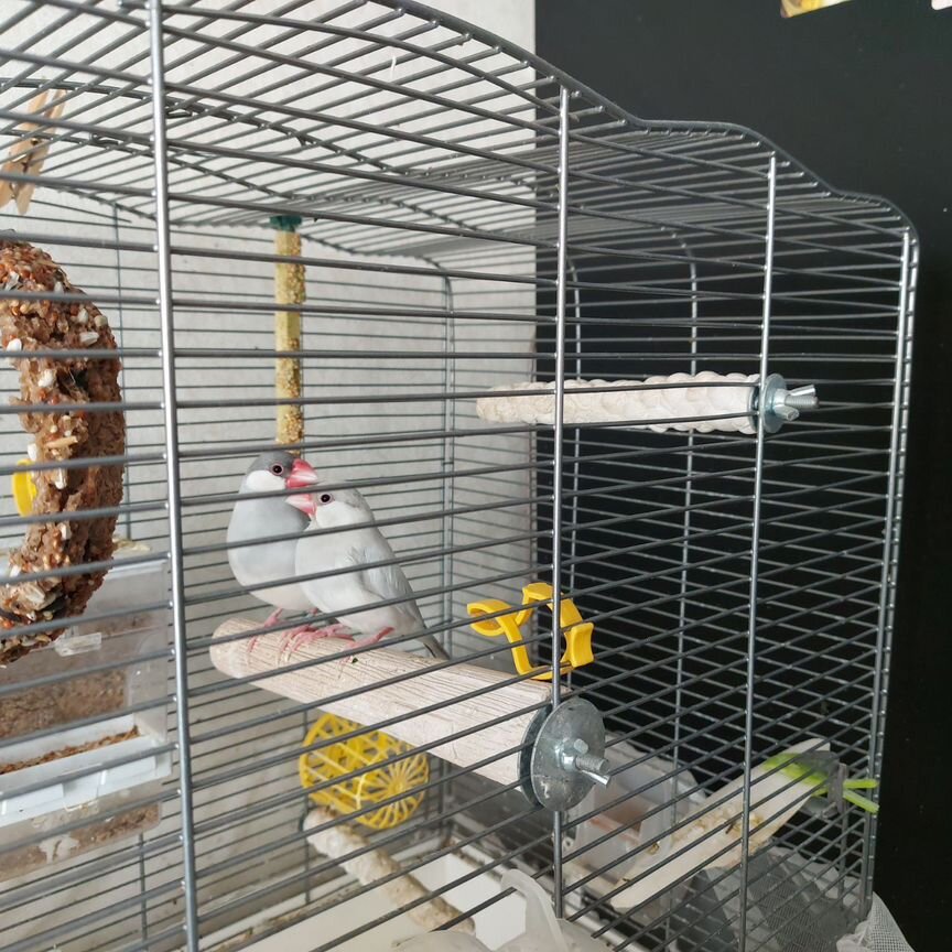 Рисовые амадины