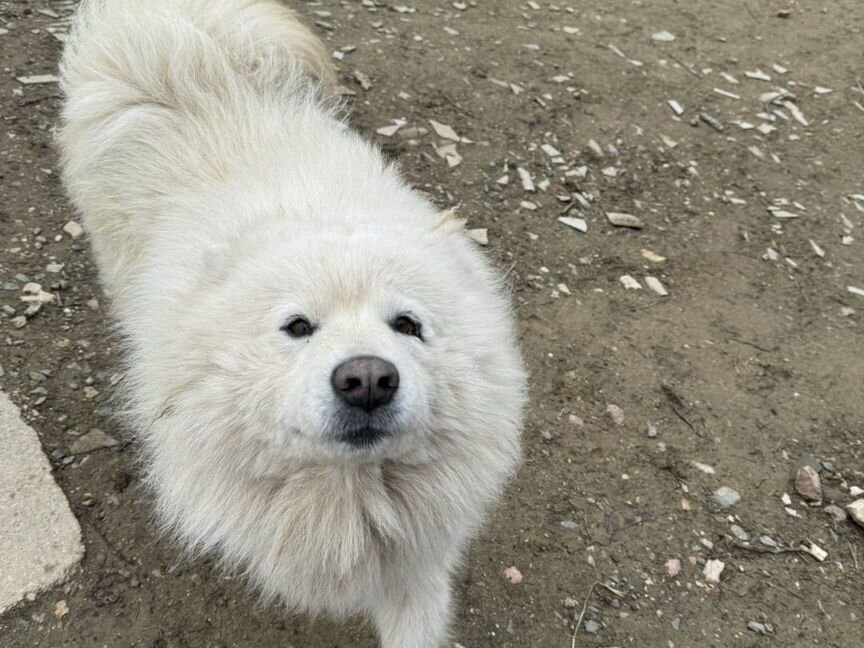 Самоед в добрые руки