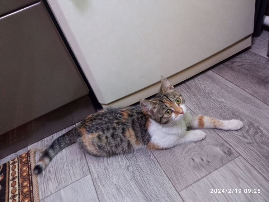 Молоденькая кошечка