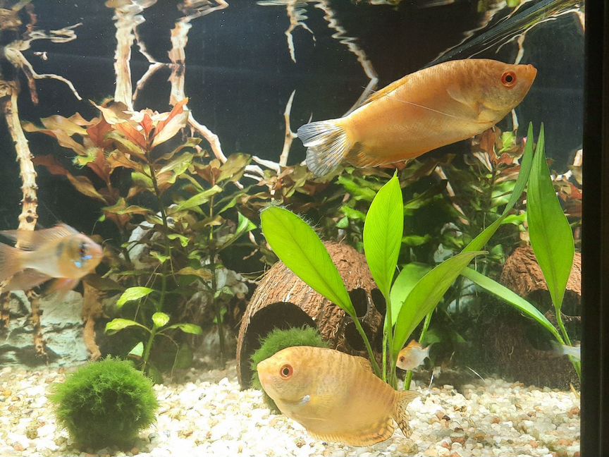 Аквариумная рыбка. Гурами