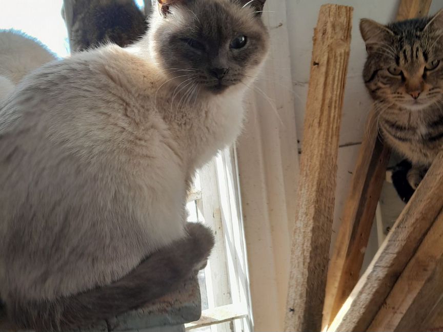 Котята и взрослые кошки и коты