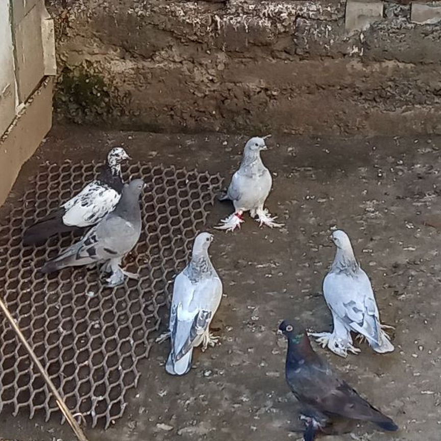 Продажа голубей