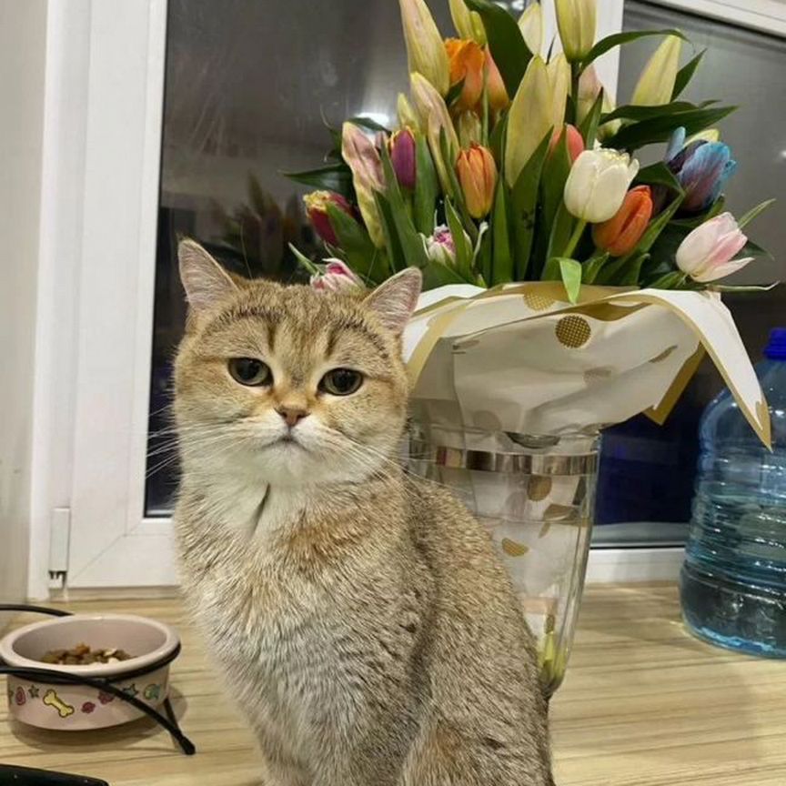 Британская золотая шиншилла в добрые руки