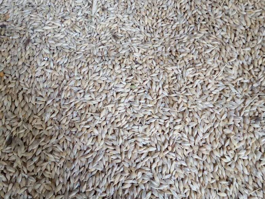 Яровой ячмень