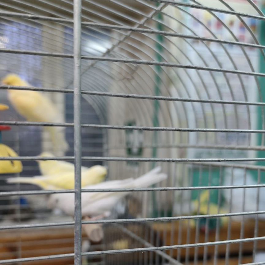 Продаются кенары и канарейки