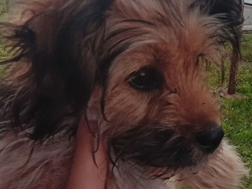 Отдам в добрые руки щенка. Девочка. Нашли в лесу