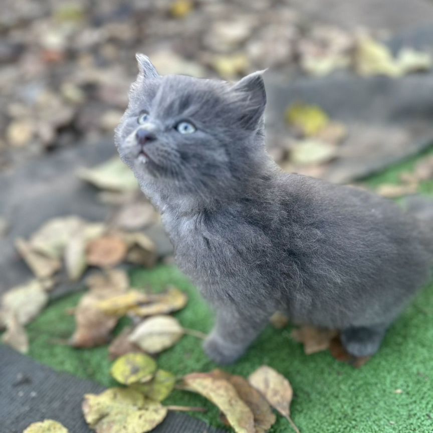 Крупные котята в дар