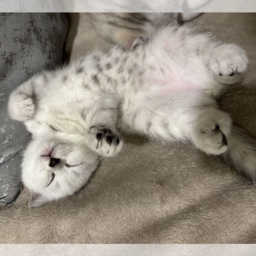 Шотландский вислоухий короткошёрстный котёнок