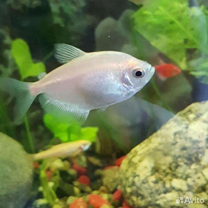 Тернеция белая Аквариумные рыбки в ассортименте