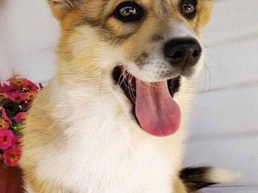 Щенки велыш корги