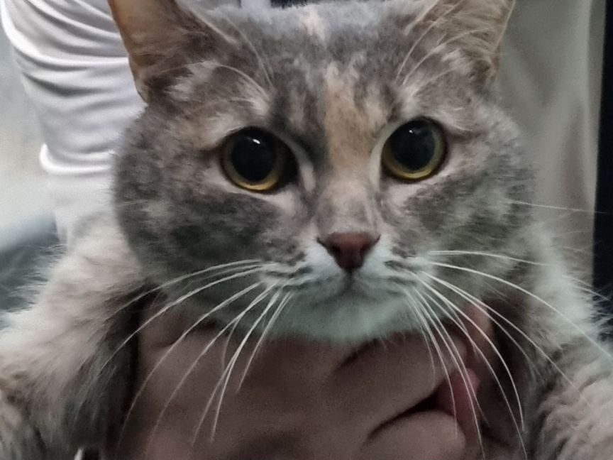 Найден котенок