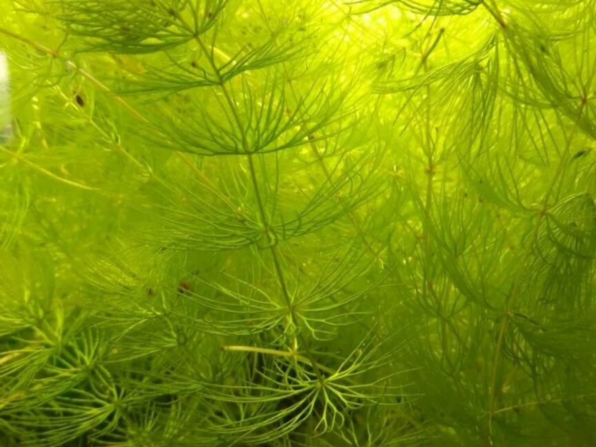 Аквариумное растение. В Дар