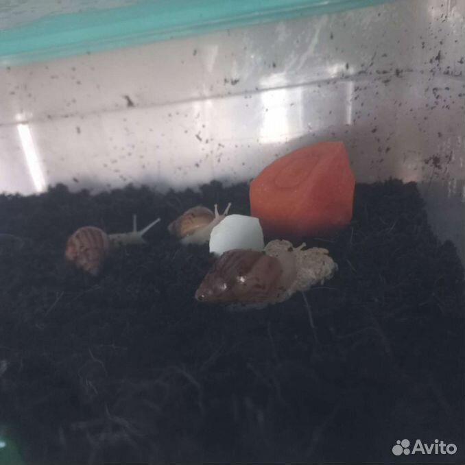 Улитки ахатины альбино