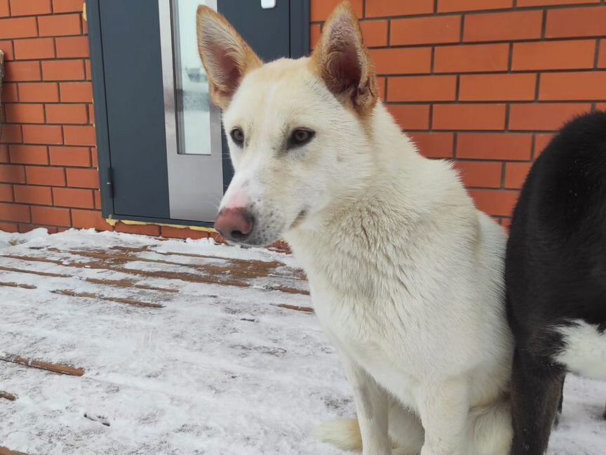 Умка ищет Своего Человека