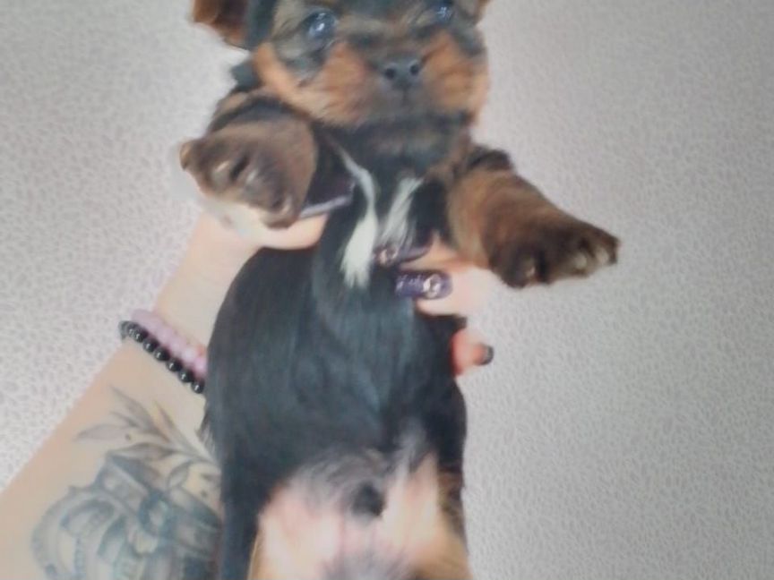 Йоркширский терьер