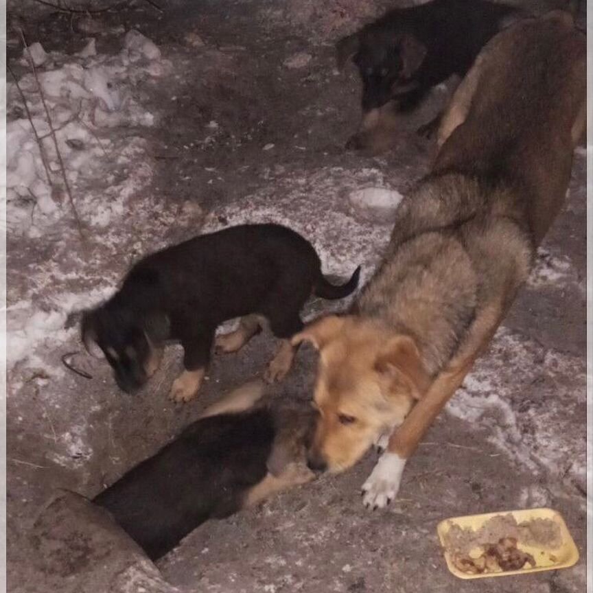 Щенок в добрые руки