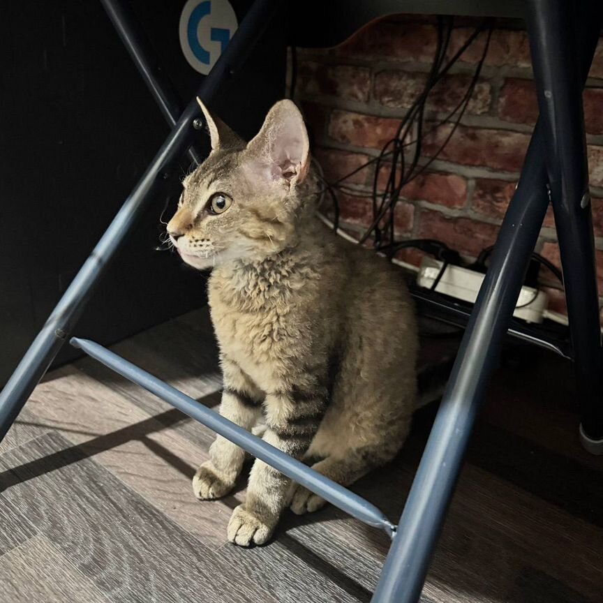 Донской сфинкс котёнок