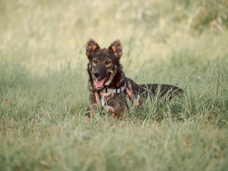 Собака милашка хочет домой