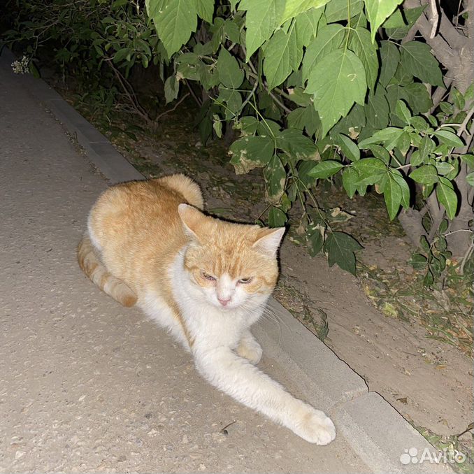 Кот рыжий ищет новый или старый дом