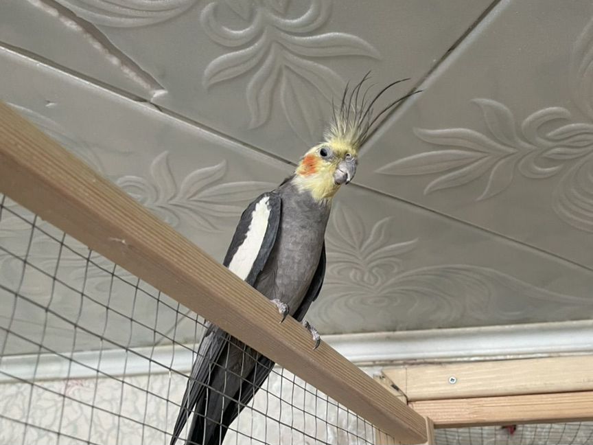 Попугай карелла