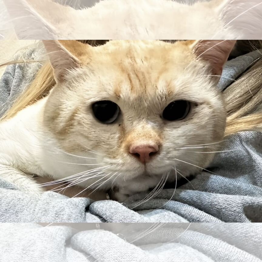 Тайский, взрослый кот