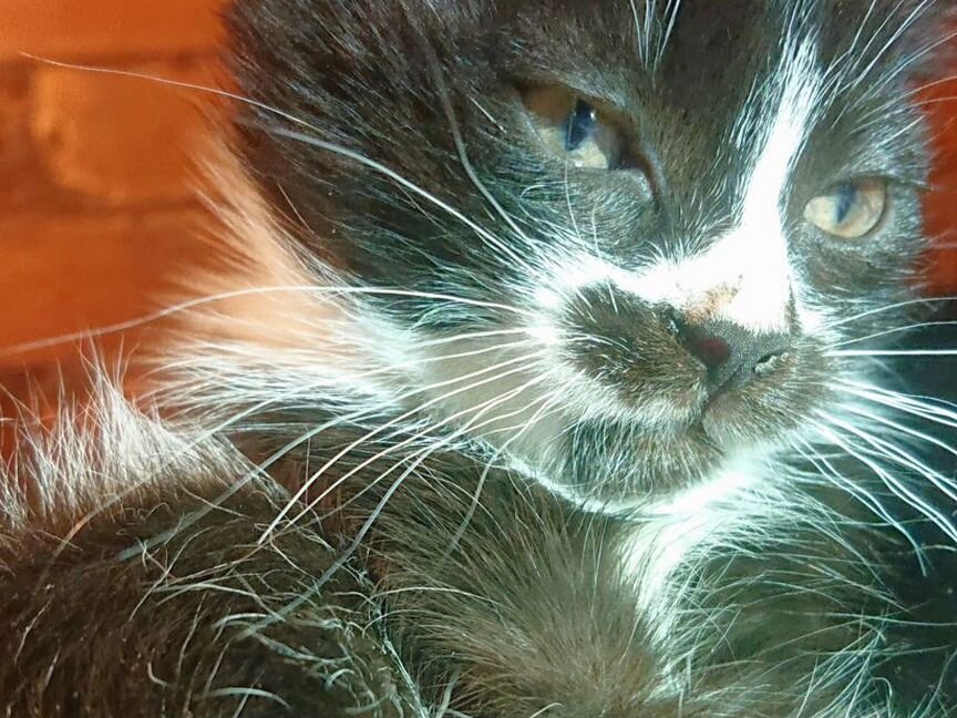 Фырчалка глазастая котёнок