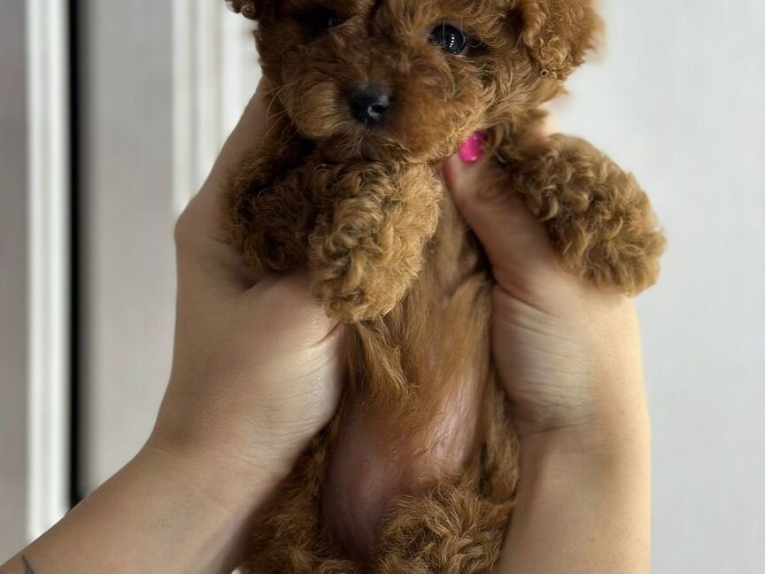 Maltipoo teddi