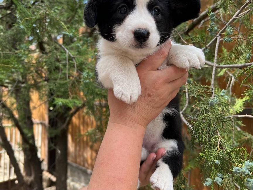 Вельш-корги кардиган